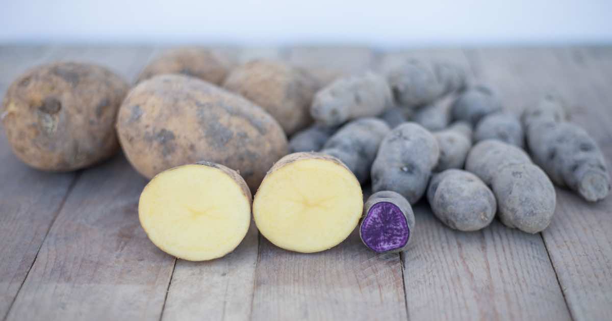 Patata agria - Patatas Tarsa | Comprar patatas online